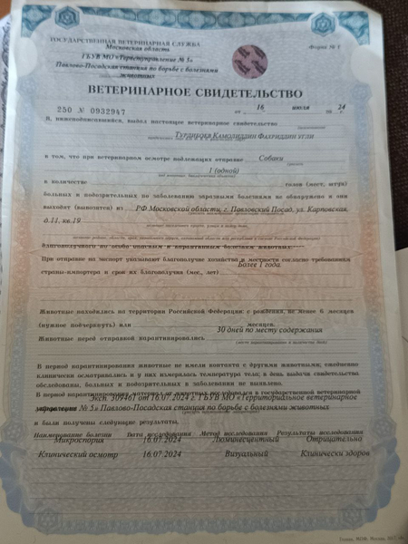 Продаю собаку породы Пражский крысарик