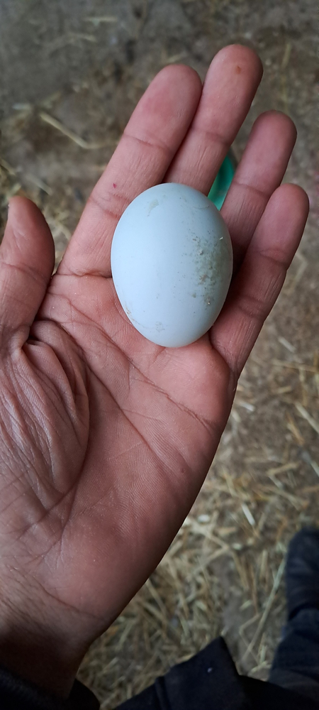 Uxayil tuxumlari sotiladi jujasiga xam zakaz olamiz
