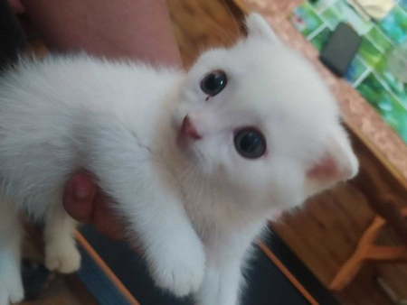 Mushuk Scotish fold 1 Oyli  Кошка Скотиш фолд 1 месяц