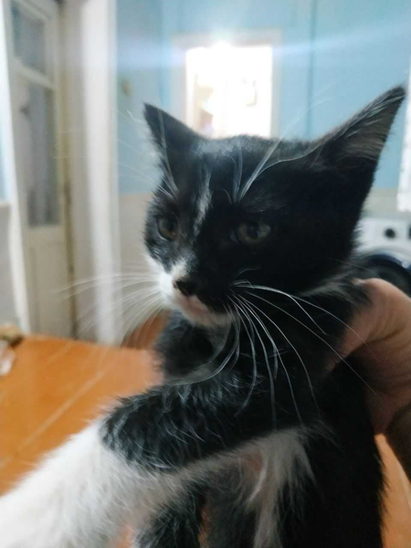 мушук боллари котята хорошие руки отдадим