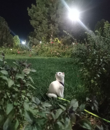 Скоттиш фолд шотландская вислоухая кошка