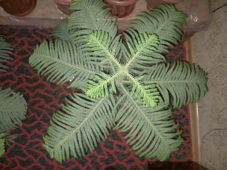 Archalar sotiladi