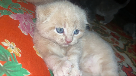 Mushuk sotiladi 800.000sum