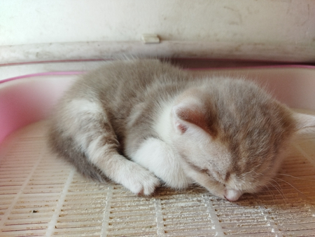 Продаются котята