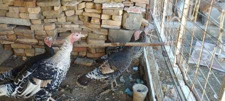 2 ta mokiyon kurka sotiladi