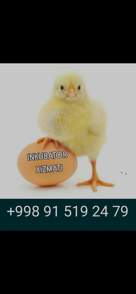 Инкубатор хизматлари