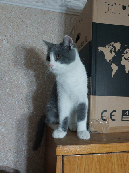 Mushuk домашний кошки
