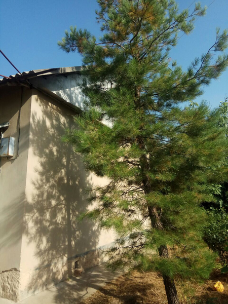 Дачный участок, 3шт (18 соток)