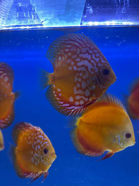 Discus, Fish, аквариумистика, Дискуси