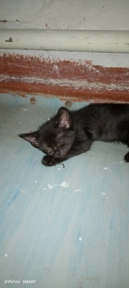 Котята в хорошие и добрые руки!Яхши кулларга мушукчалар.