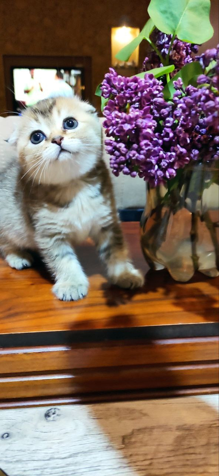 Продаются шикарные котята скотиш фолд и скотиш страйт