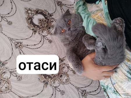 Продаются шотландские плюшевые котята