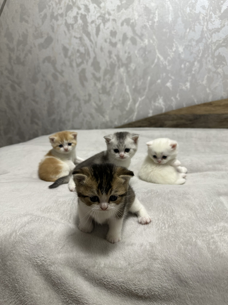 Породистые котята, порода Шиншилла