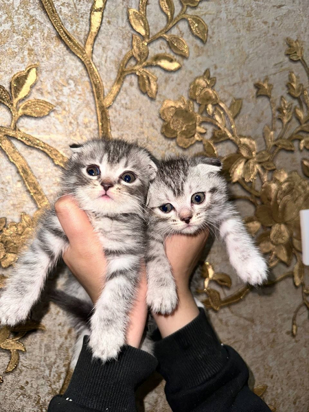 Милые  британские кошки