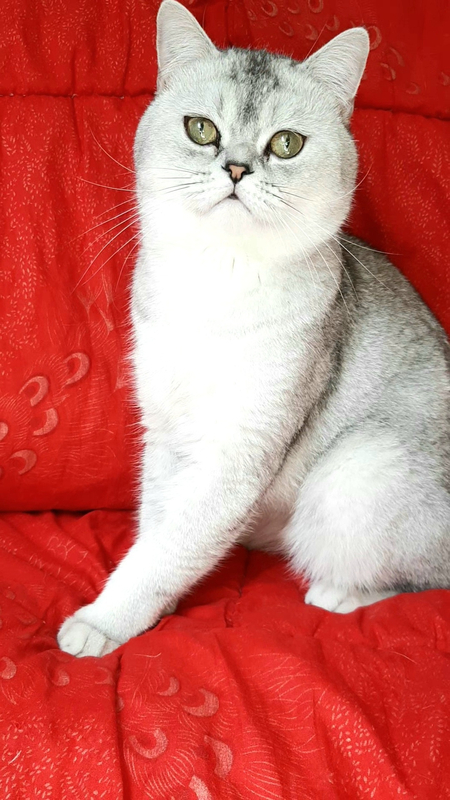 Серебристая шиншилла. Вязка.