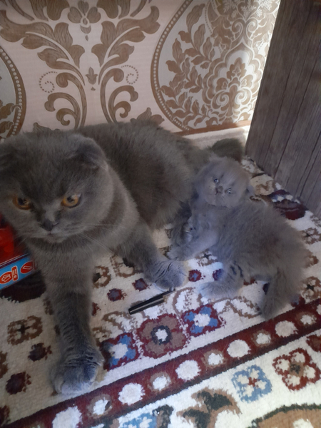 Продаётся великолепная плюшевая кошечка скотишь  фолд