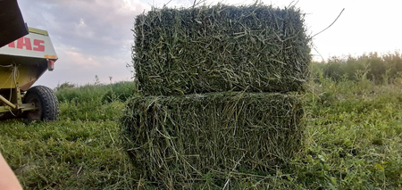 Беда прец  сомон прес