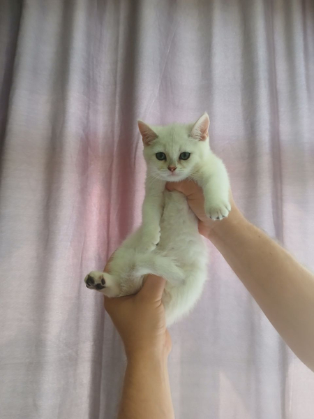 Серебристая Шиншилла