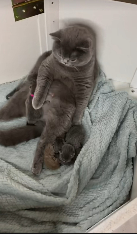 Котята Самарканд