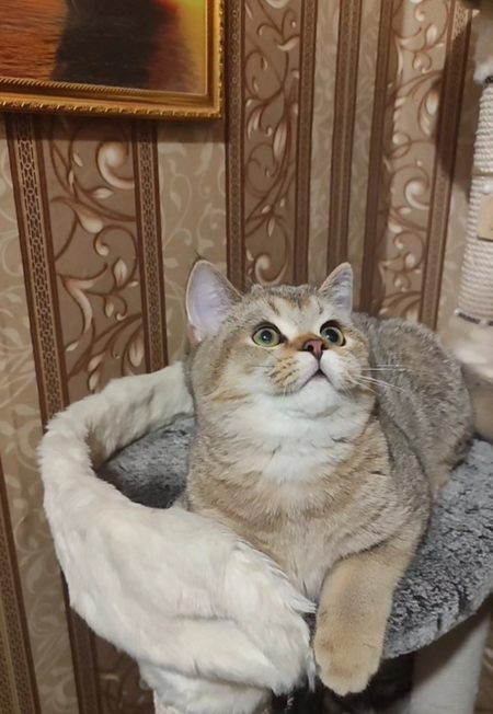 Золотая шиншилла тикированная, мальчик