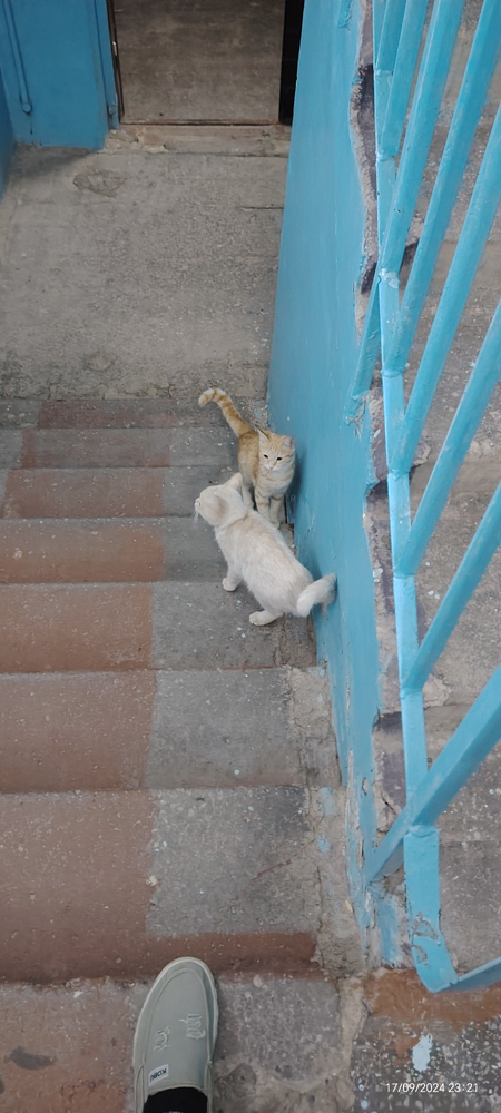 Мушук .ок рангда