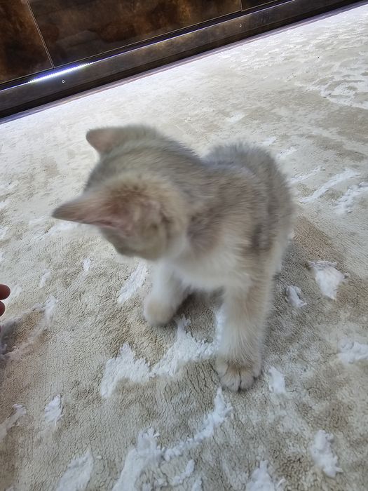 Котик золотая шиншилла