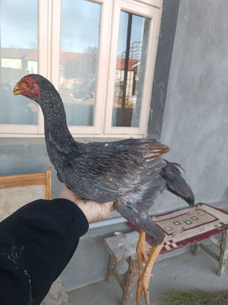 Dakan jojala sotiladi
