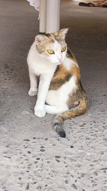 Tekinga bervoraman qiz mushuk
