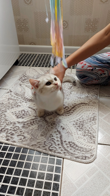Продаем котенка 4х месячный, Шиншила .