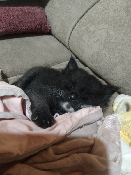 Котёнка в добрые руки