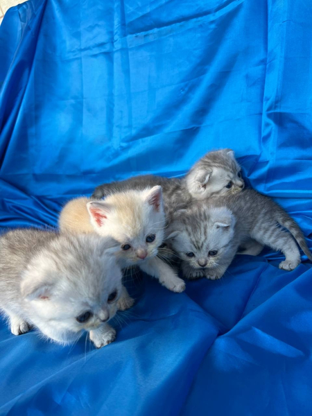 Котята Скотиш Фолд