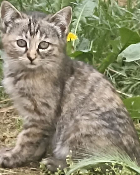 Котята 3 штуки 2х месяцев