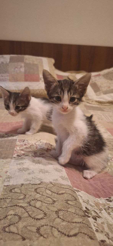 Котята домашние - бесплатно
