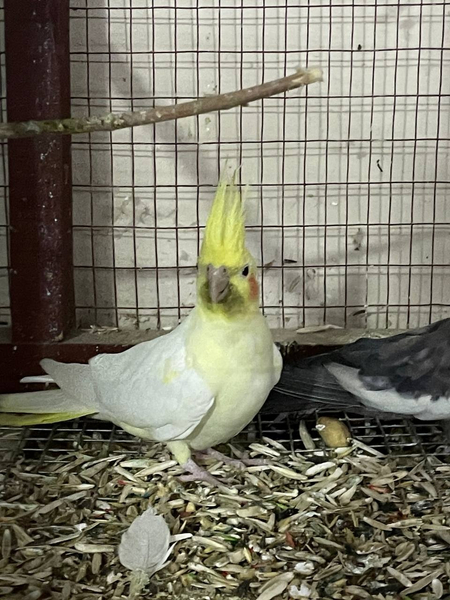 Toti Para 450000
