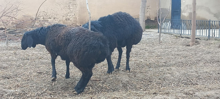 Qoy qochqor sotiladi