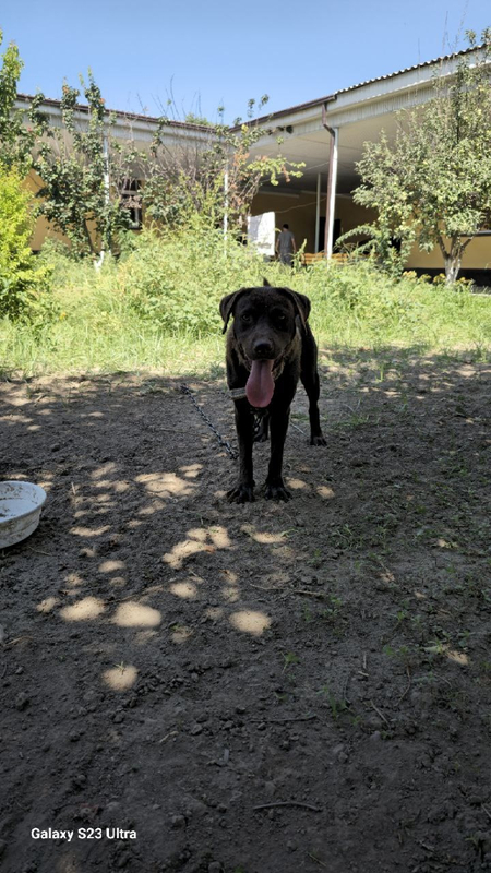 Labrador 1 yillik