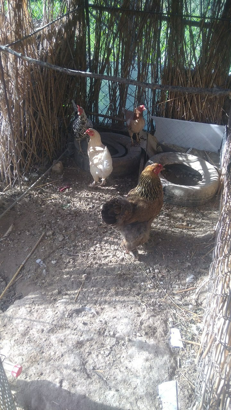 Parooy tovuq sotiladi