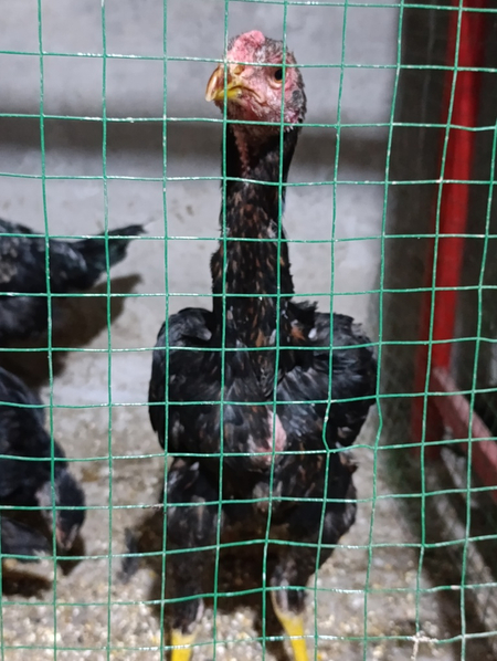 Dakan joja xoroz tovuqlar