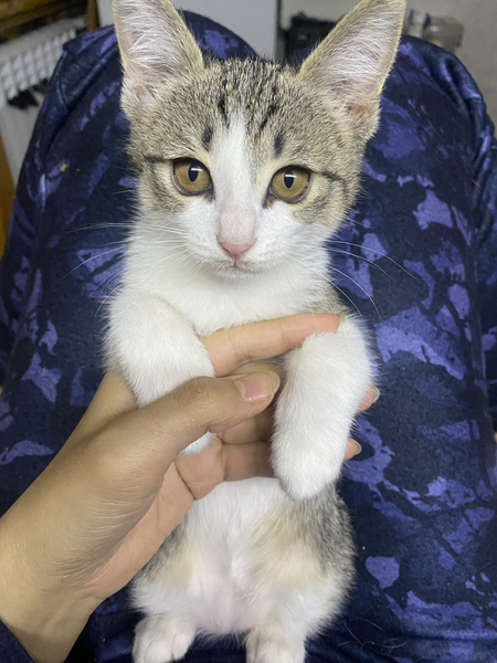 Красавчик котик. В хорошие руки