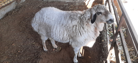 Казаки кучкор 5м 300минг