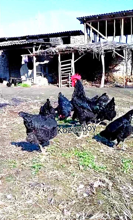 Qora shaxzoda gigant
