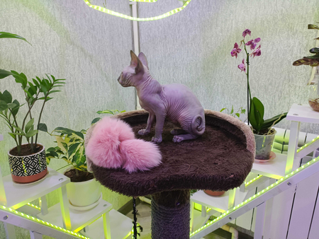 Продается котенок Канадский Сфинкс