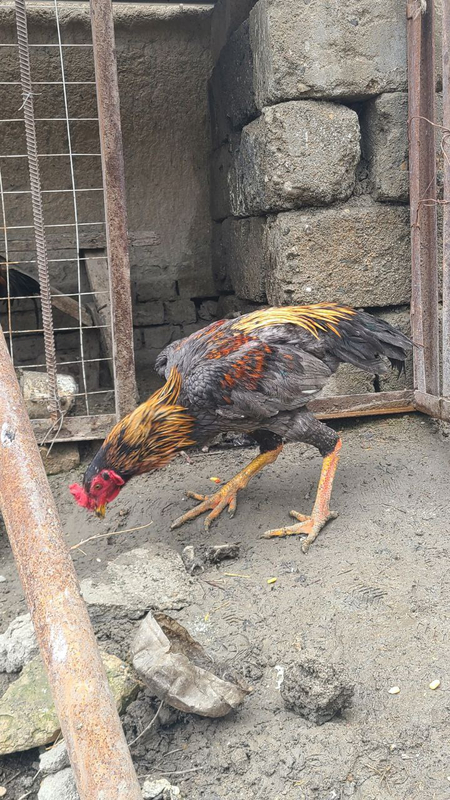 Дакан хороз 1йилик