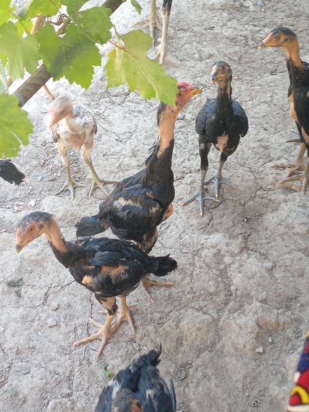 Zudlik bilan sotiladi narhi telda