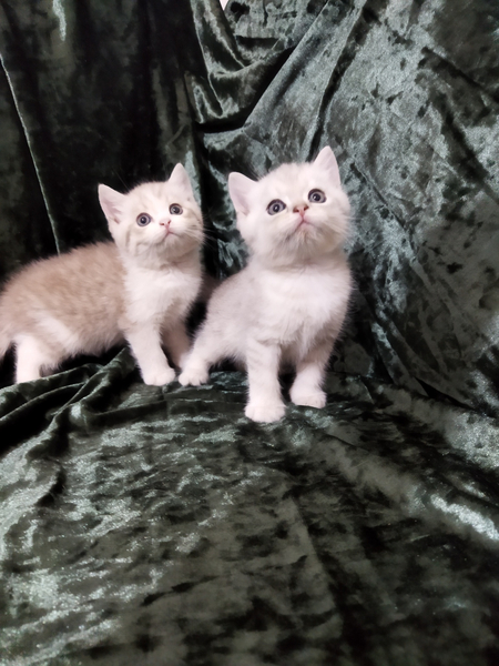 Продаются котята