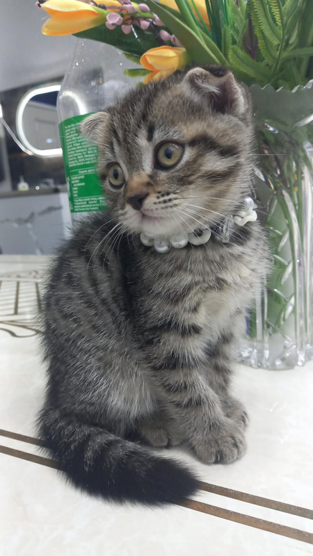 Продаётся котенок девочка!