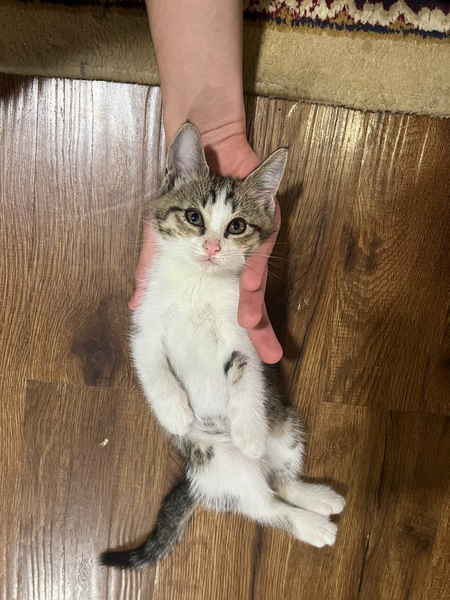 Котёнок деводка Нура