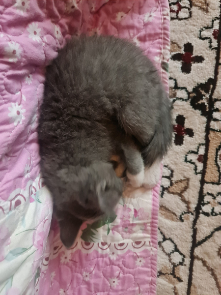 Qizbola mushuk 2 oydan oshgan