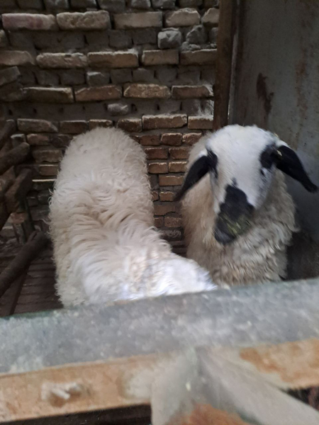 Qõchqorlar va qõylar sotiladi
