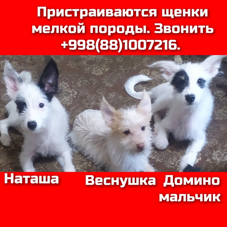 Бесплатно Щенки,  Котята